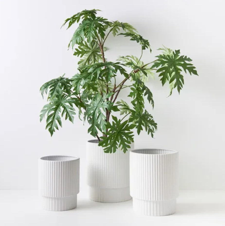 Botanicah - Southside's biggest plant warehouse - venue hire + plants ...
