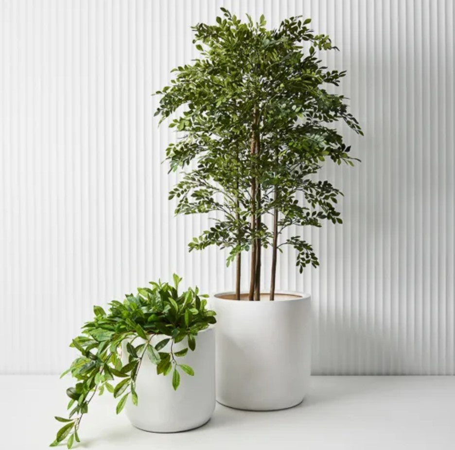 Plant Rental and Event Décor – Botanicah - Southside’s Biggest Plant ...