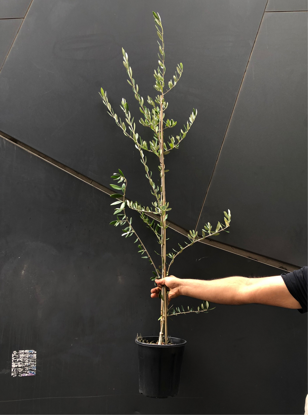 Botanicah - Southside's biggest plant warehouse - venue hire + plants ...