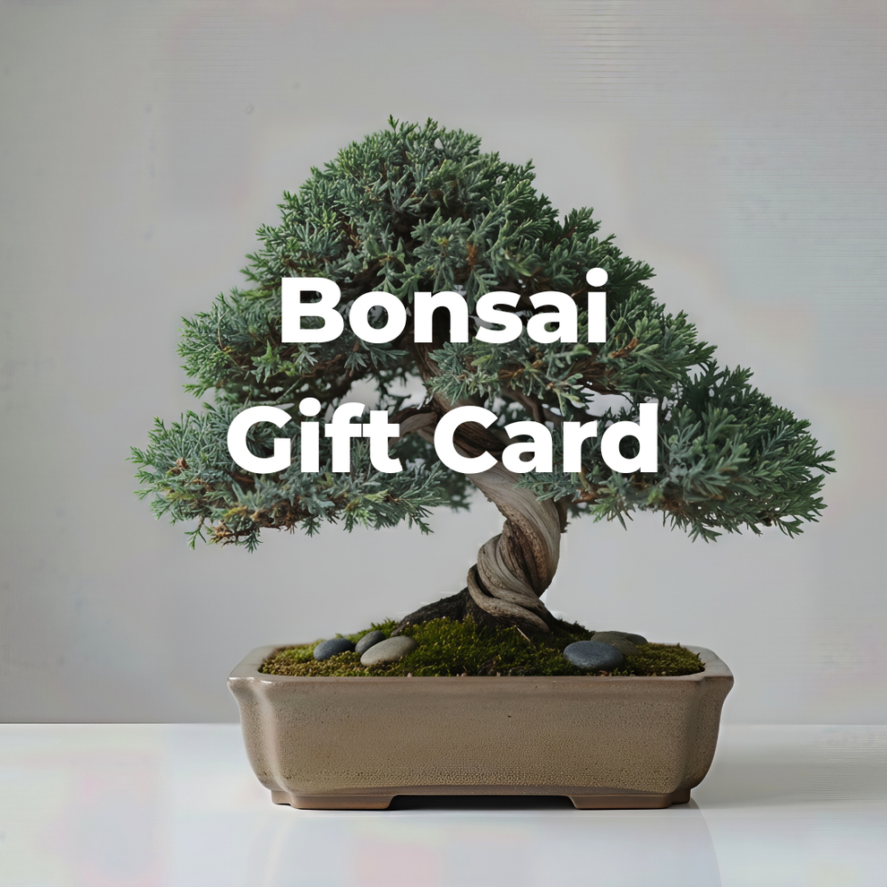 Bonsai Workshop Gift Card – Botanicah - Southside’s Biggest Plant Warehouse