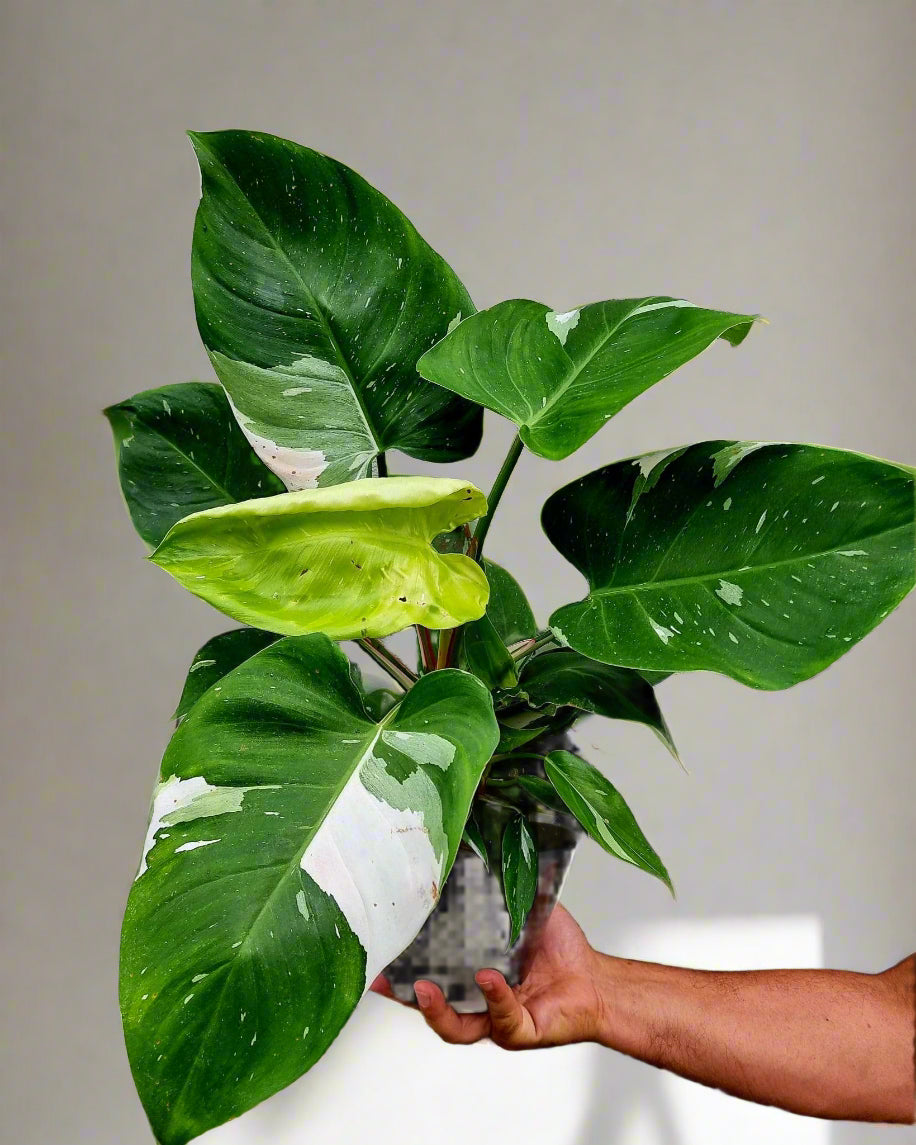 Philodendron White Princess - 200mm pot – Botanicah - Southside’s ...