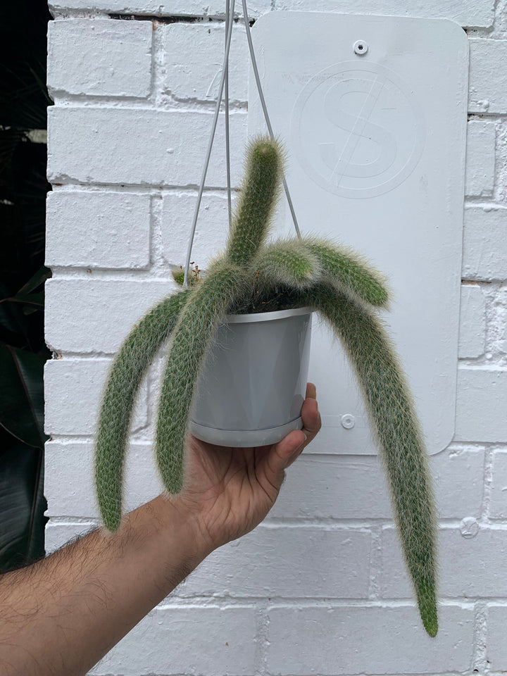 Unique Plants – Botanicah - Southside’s Biggest Plant Warehouse